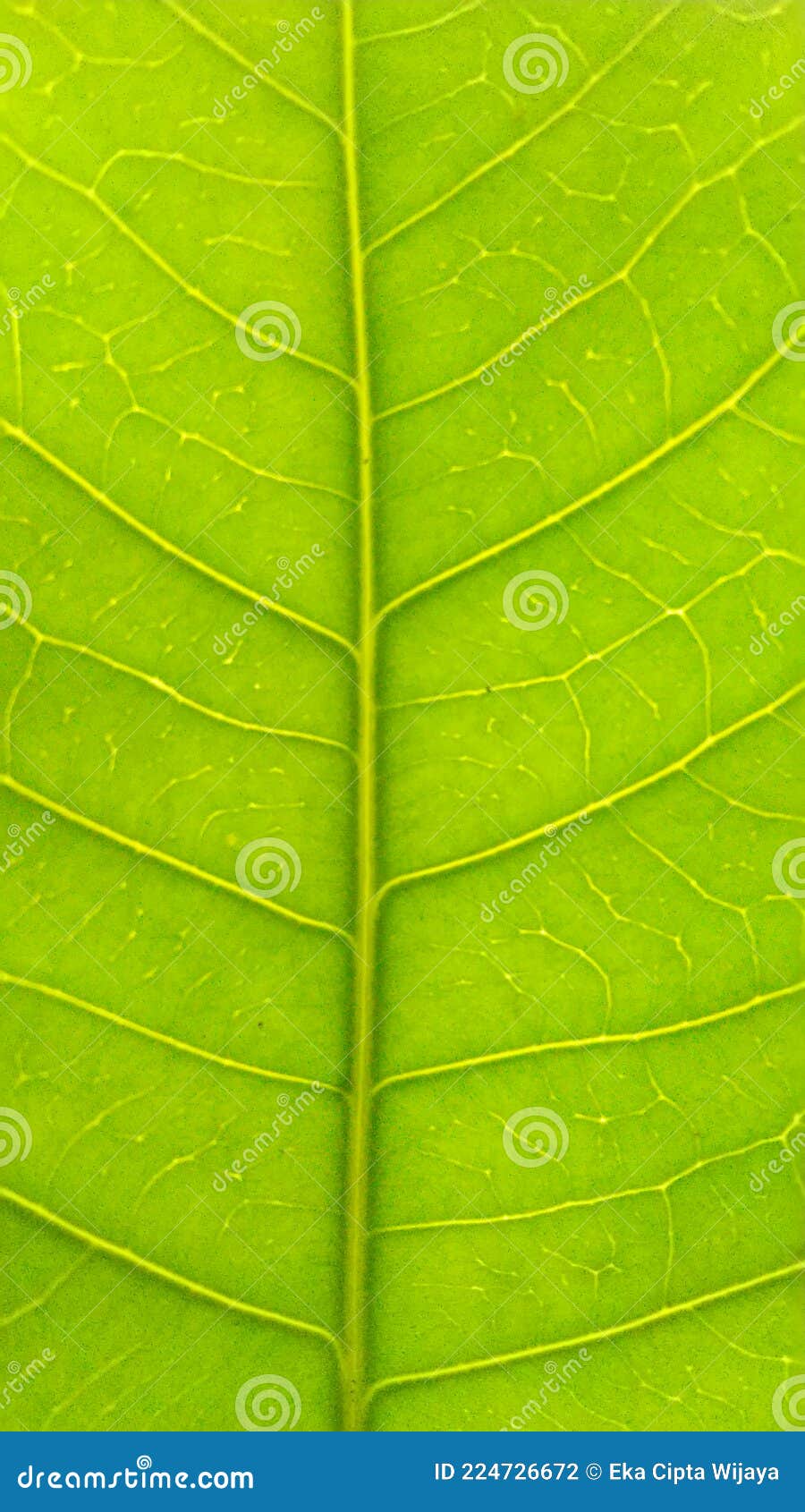 Detailing of Green Leaf in the Garden Stock Photo - Image of abstract ...
