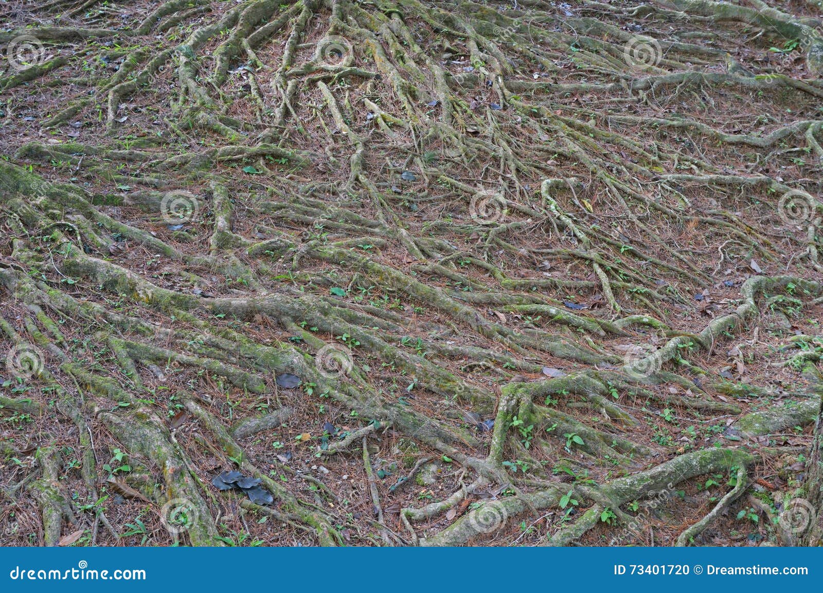 Details of Above Ground Roots of a Tree in the Forest. Stock Photo ...