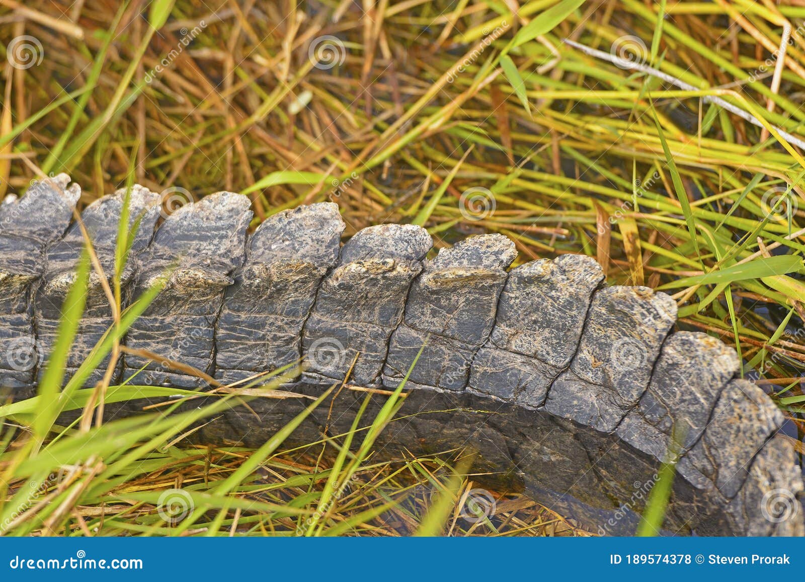 Details of an Alligator Trail Stock Photo - Image of fauna, habitat ...