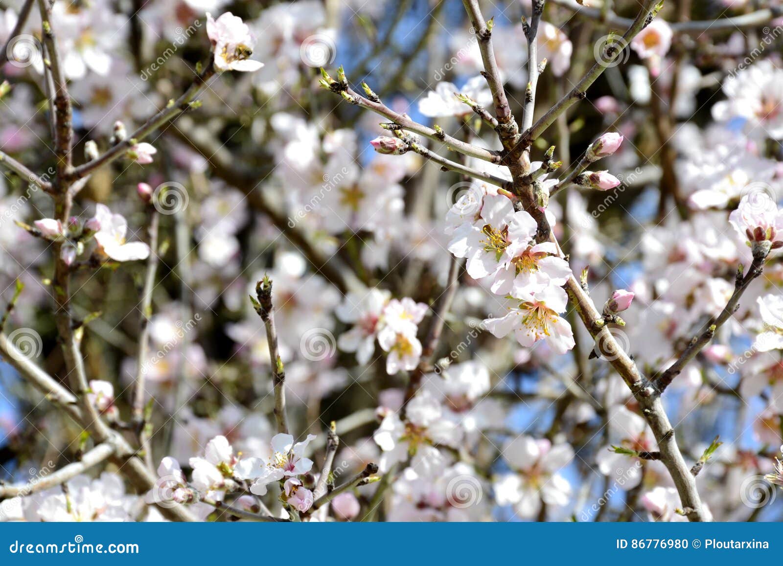 Details of Almond Tree Flowers Stock Photo - Image of agriculture ...