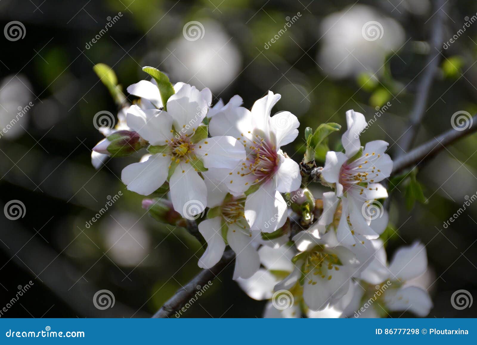 Details of Almond Tree Flowers Stock Photo - Image of beautiful, almond ...