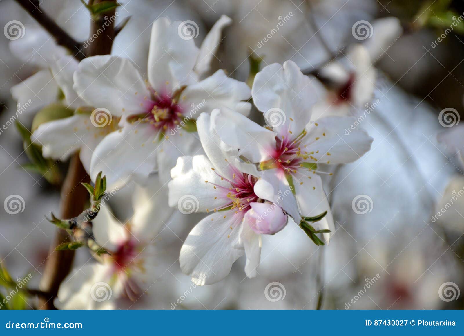 Details of Almond Tree Flowers Stock Image - Image of agriculture ...