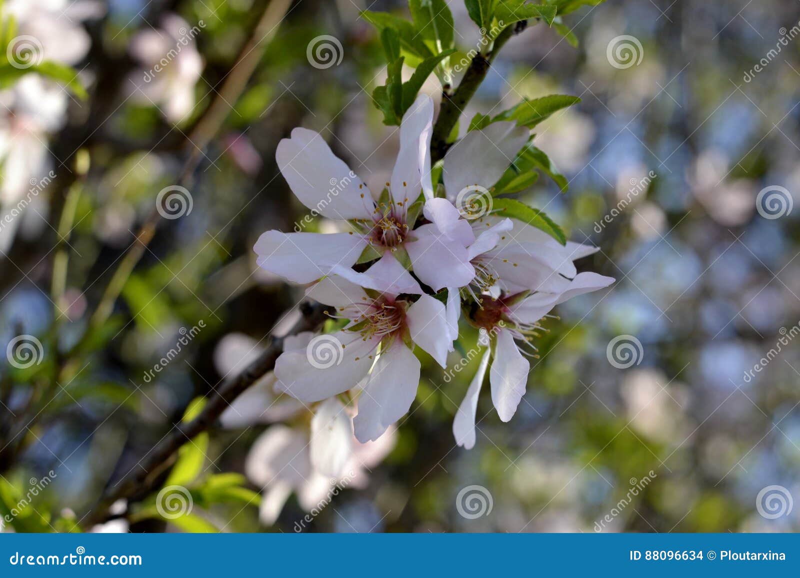 Details of Almond Tree Flowers Stock Photo - Image of fruit, blossoming ...