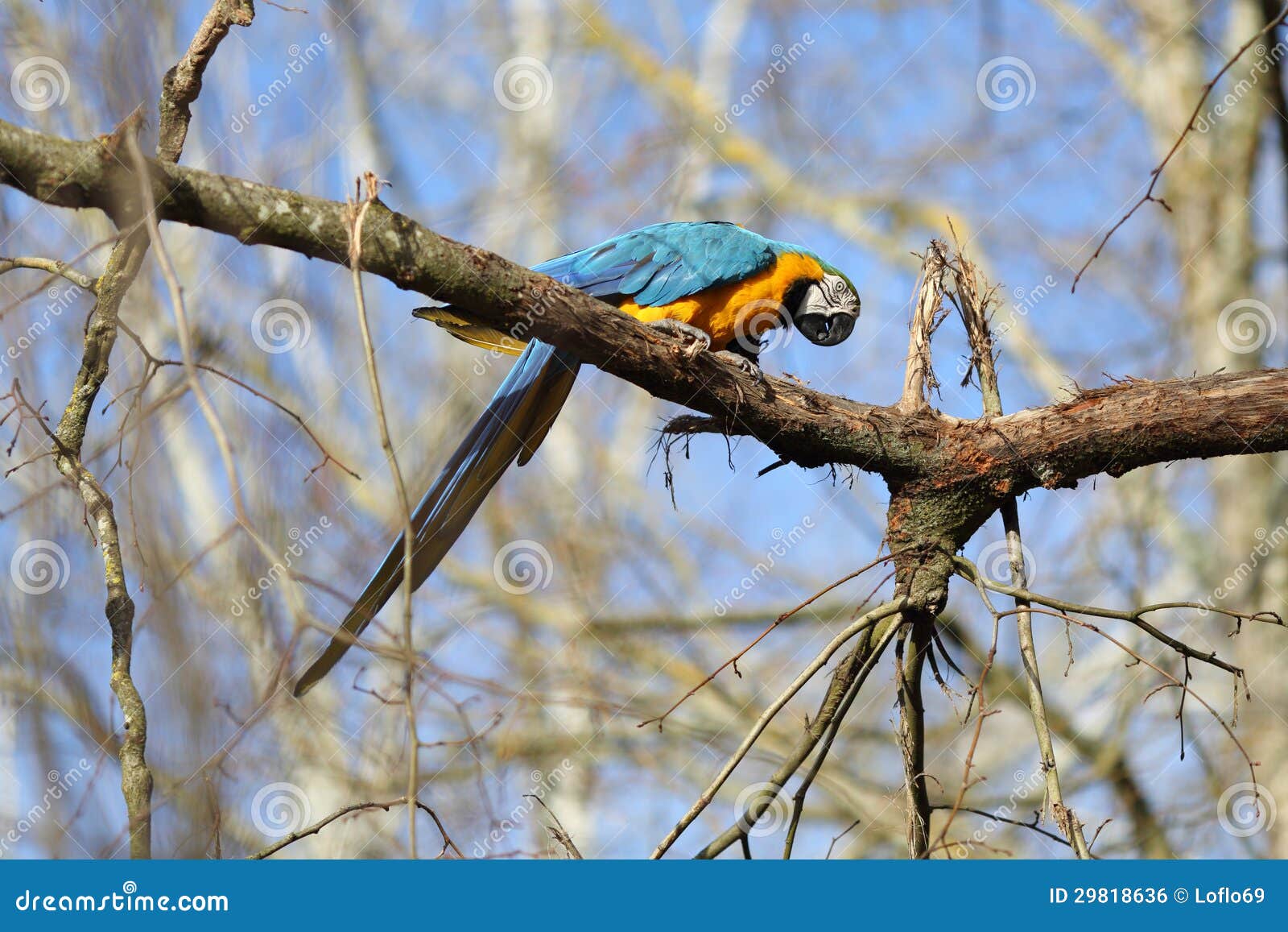 Ara ararauna stock photo. Image of parrot, bird, blue - 29818636