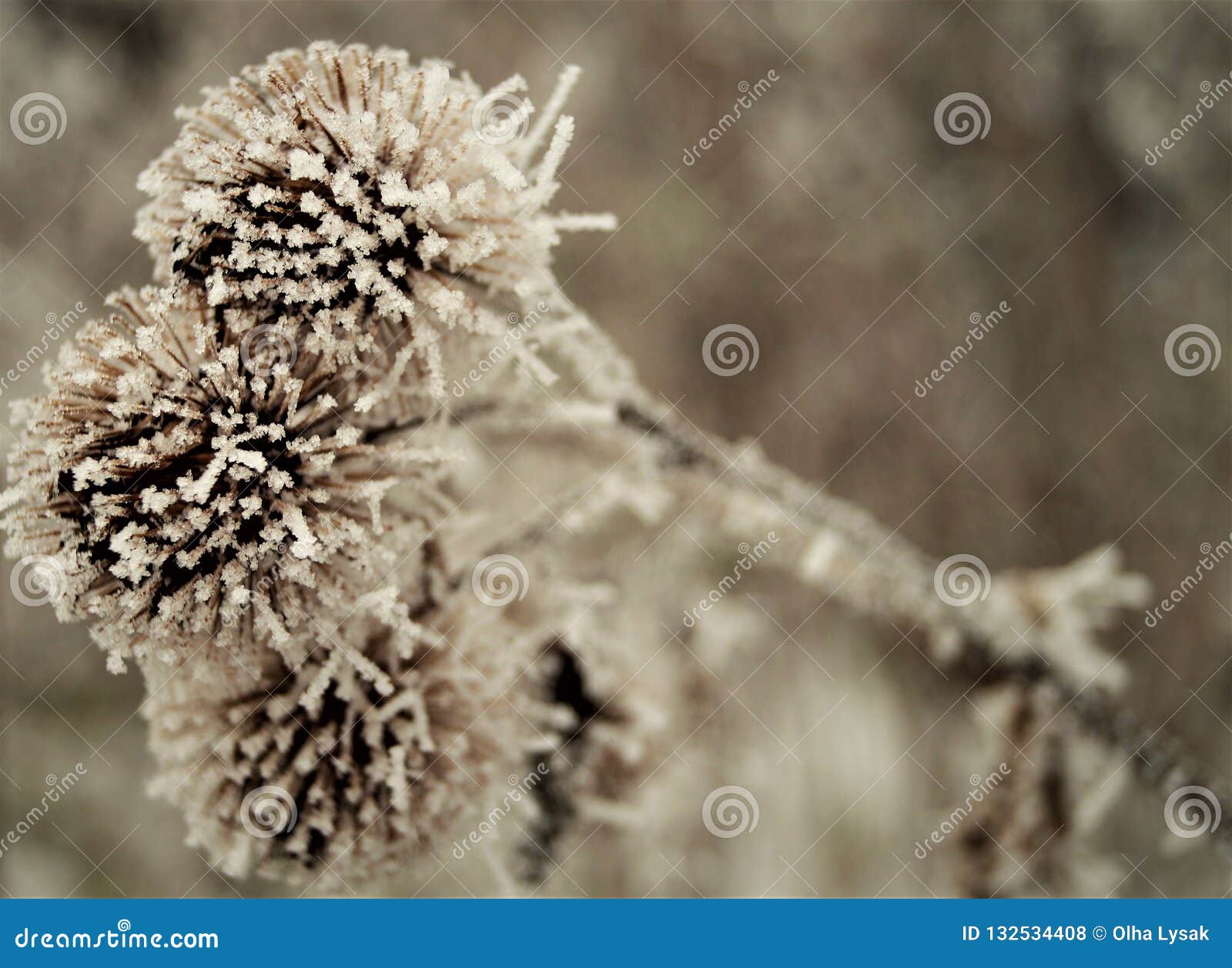 Details of the Arrival of Winter Flowers are Thistle Stock Photo ...