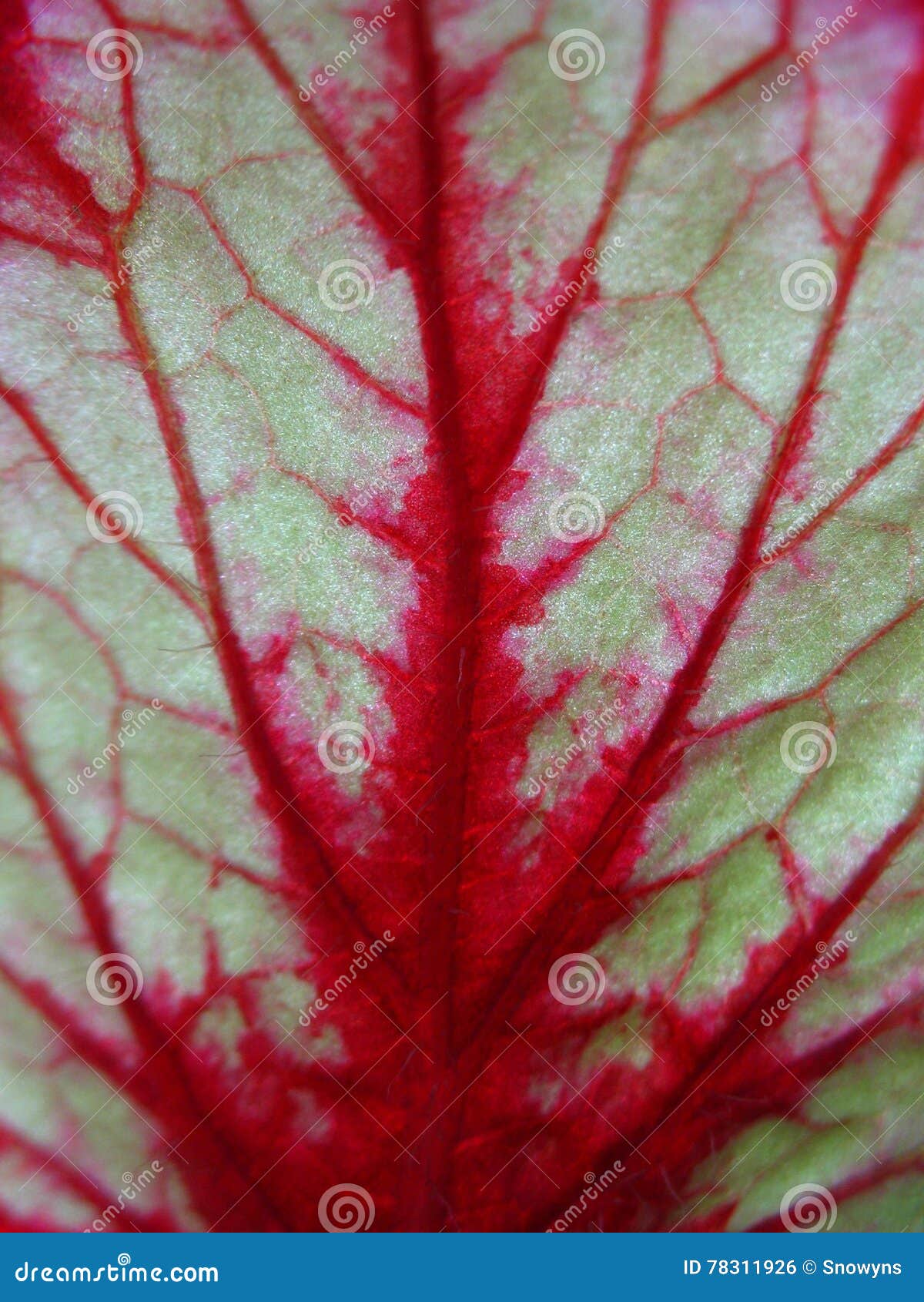 Details back of leaf stock photo. Image of abstract, close - 78311926