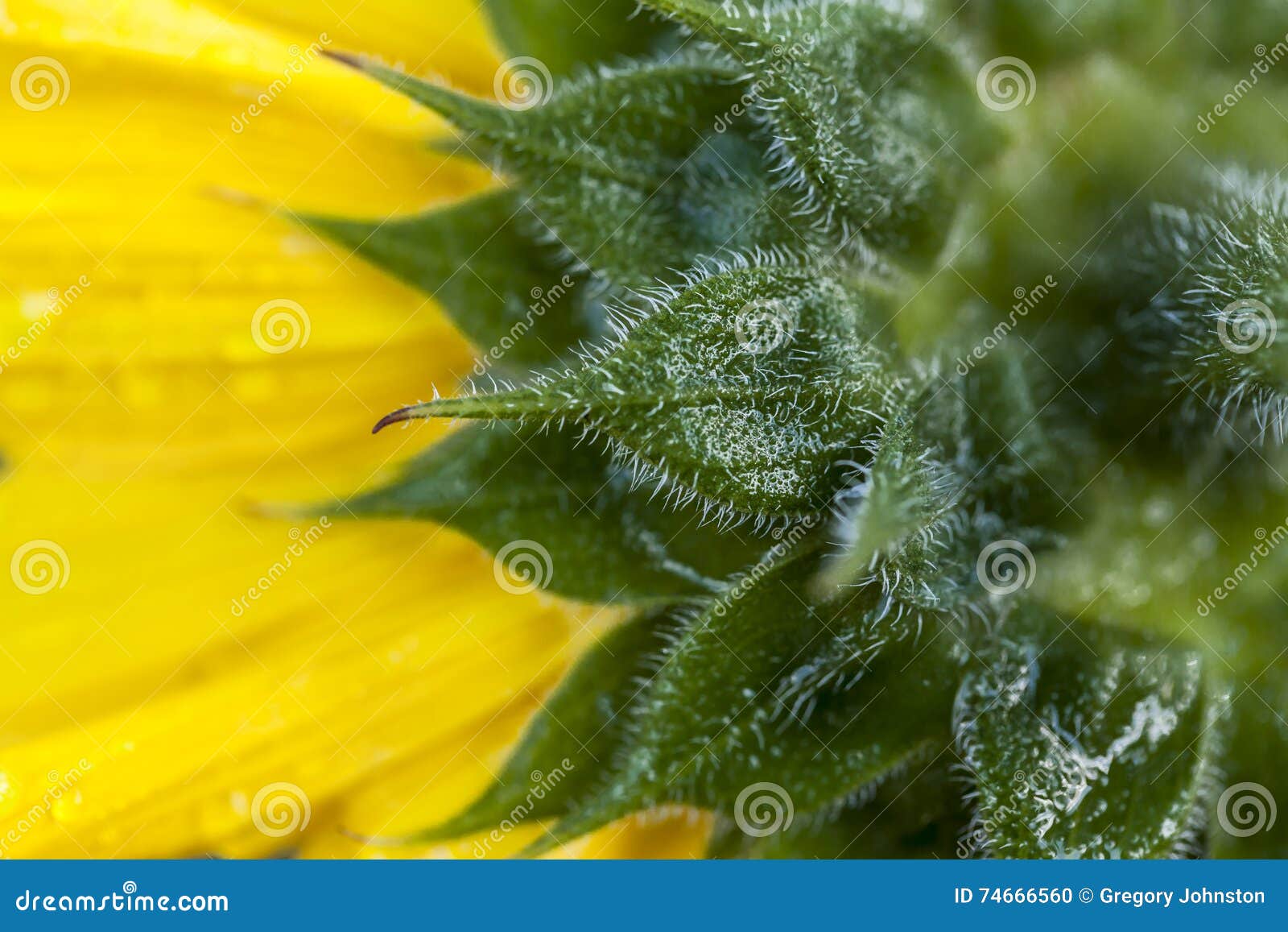 Details on the Back of a Sunflower. Stock Photo - Image of beauty ...