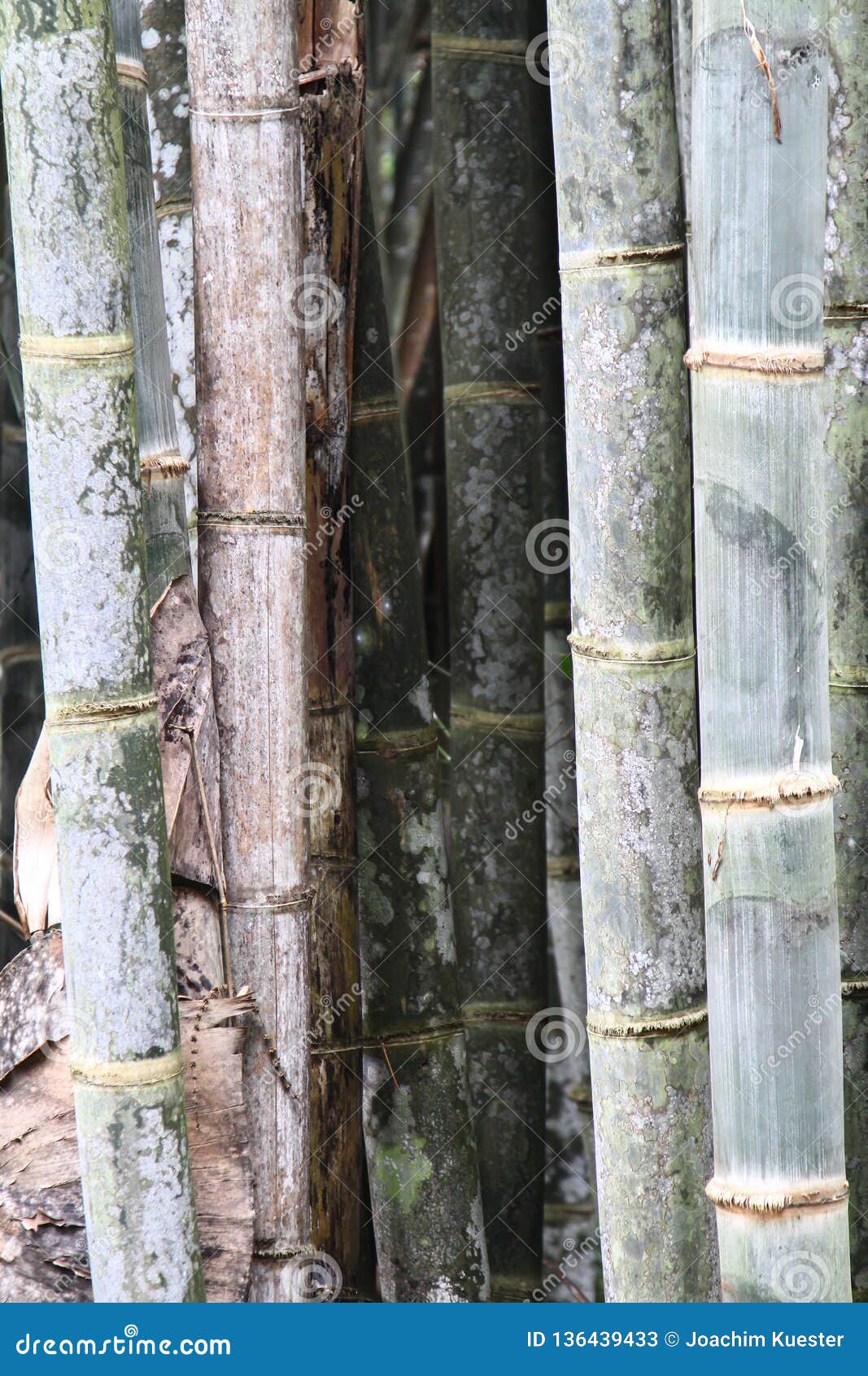 Details of Bamboo Trunks in an Old Bamboo Forest Stock Image - Image of ...
