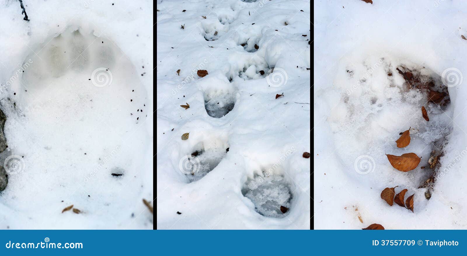 Details of Bear Tracks in Snow Stock Image - Image of path, animal ...