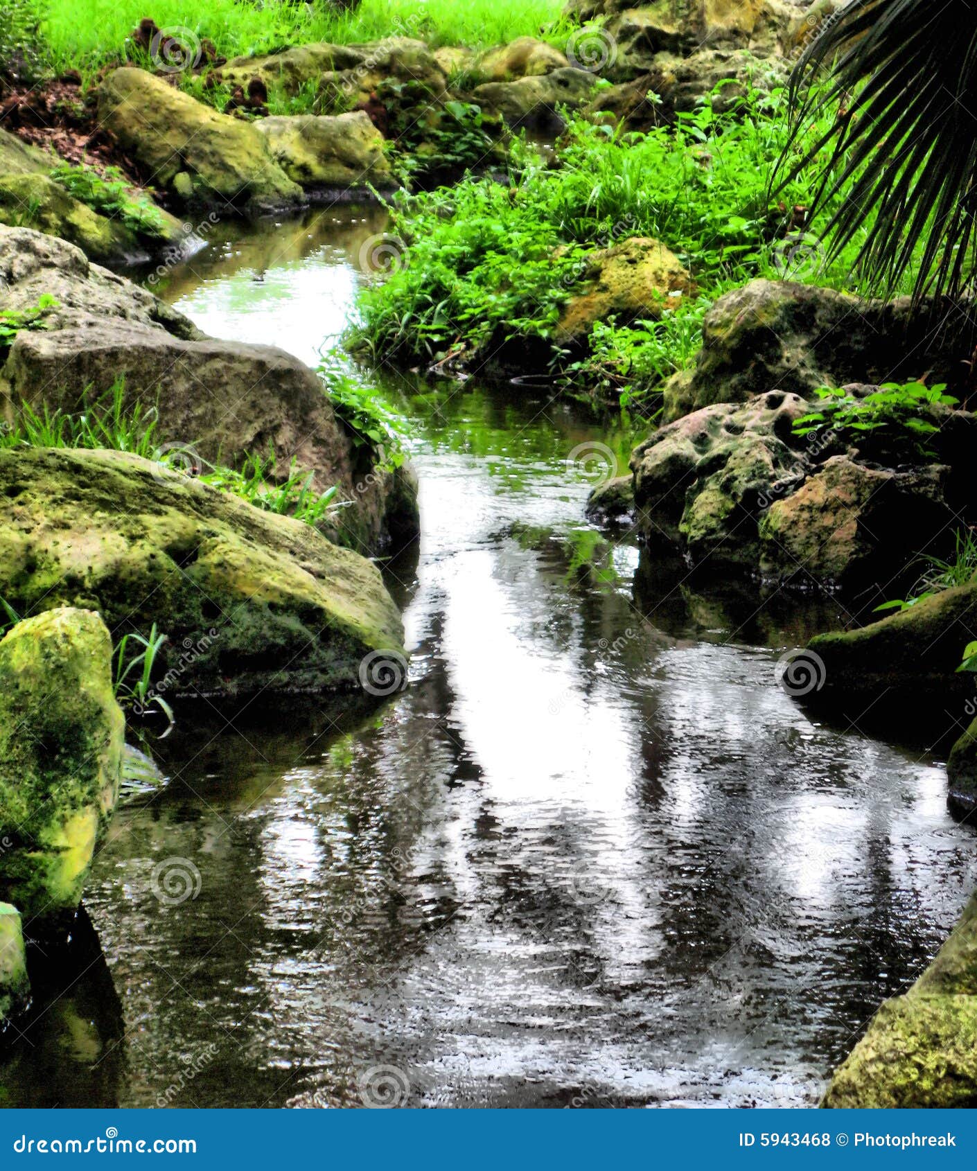Details of Beautiful Stream Stock Photo - Image of nature, outdoors ...