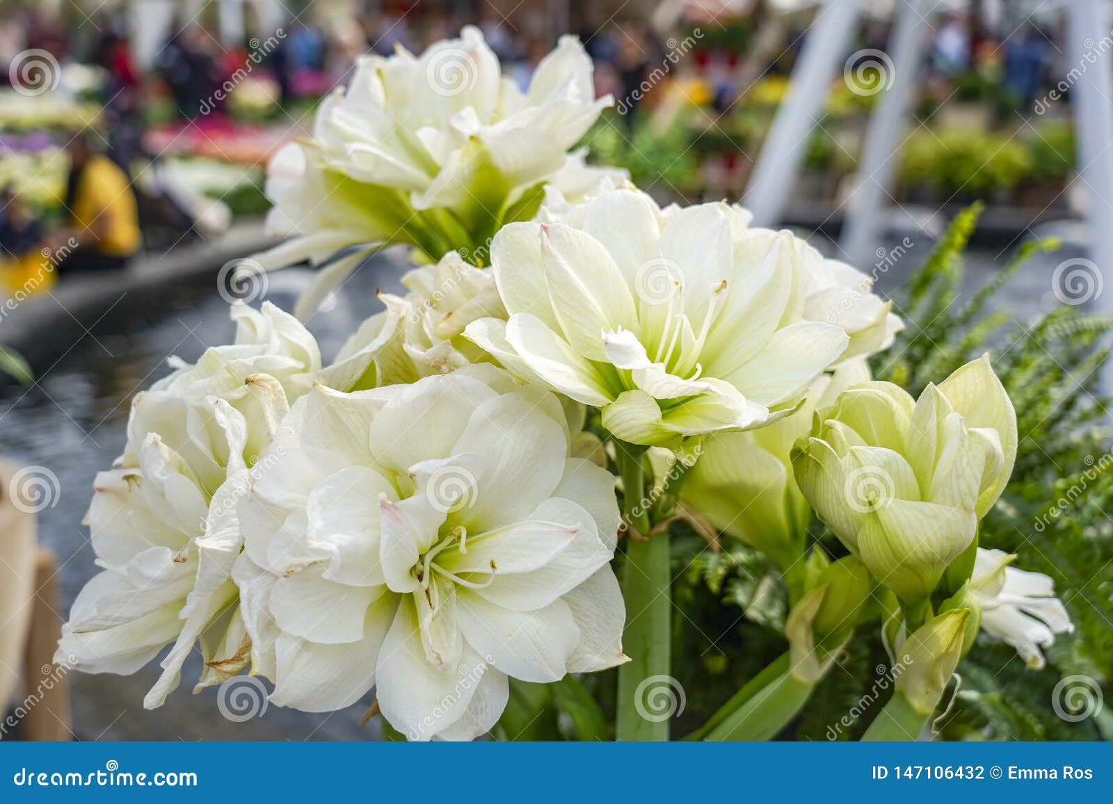 Details of Beautiful White Amaryllis Flowers Stock Photo - Image of ...