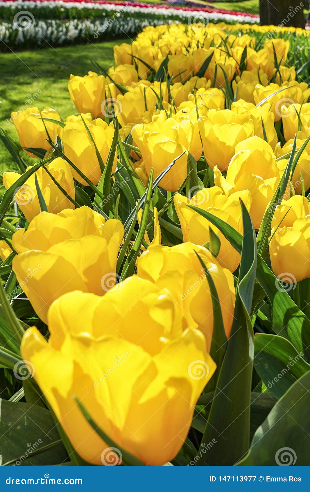 Details of Beautiful Yellow Tulips Stock Image - Image of beautiful ...
