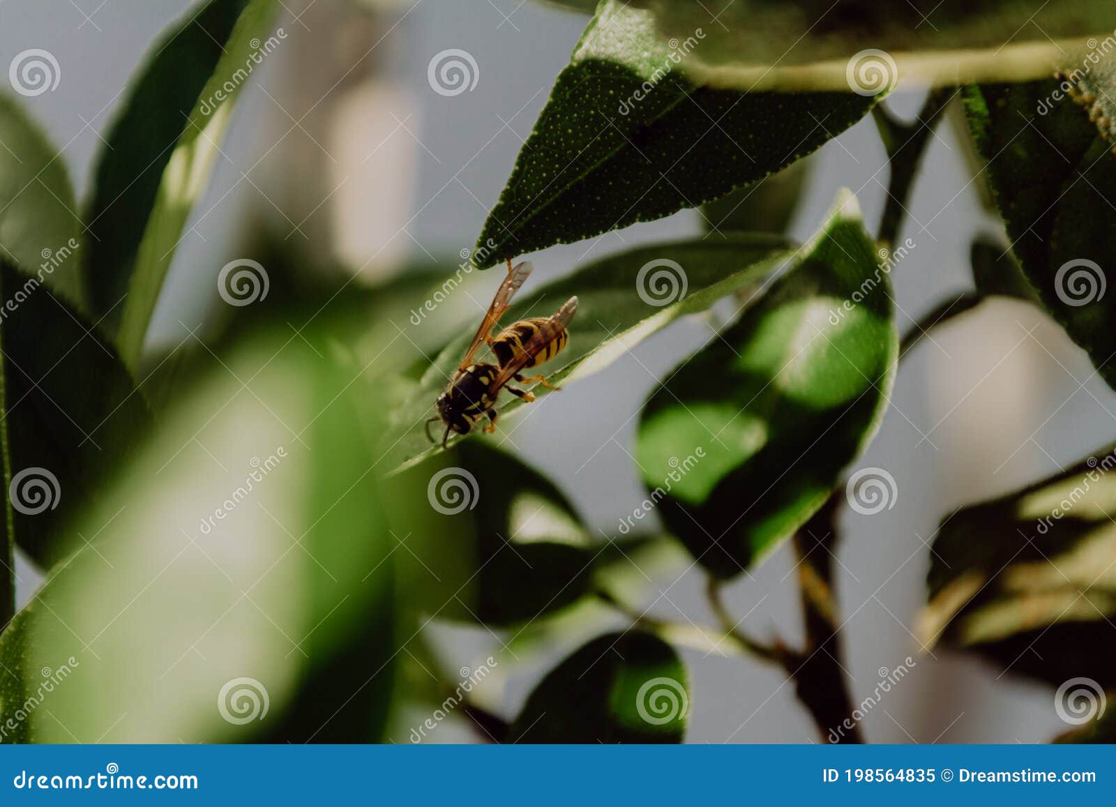 Details of a Bee in a Lemon Tree with Blurred Background Stock Image ...