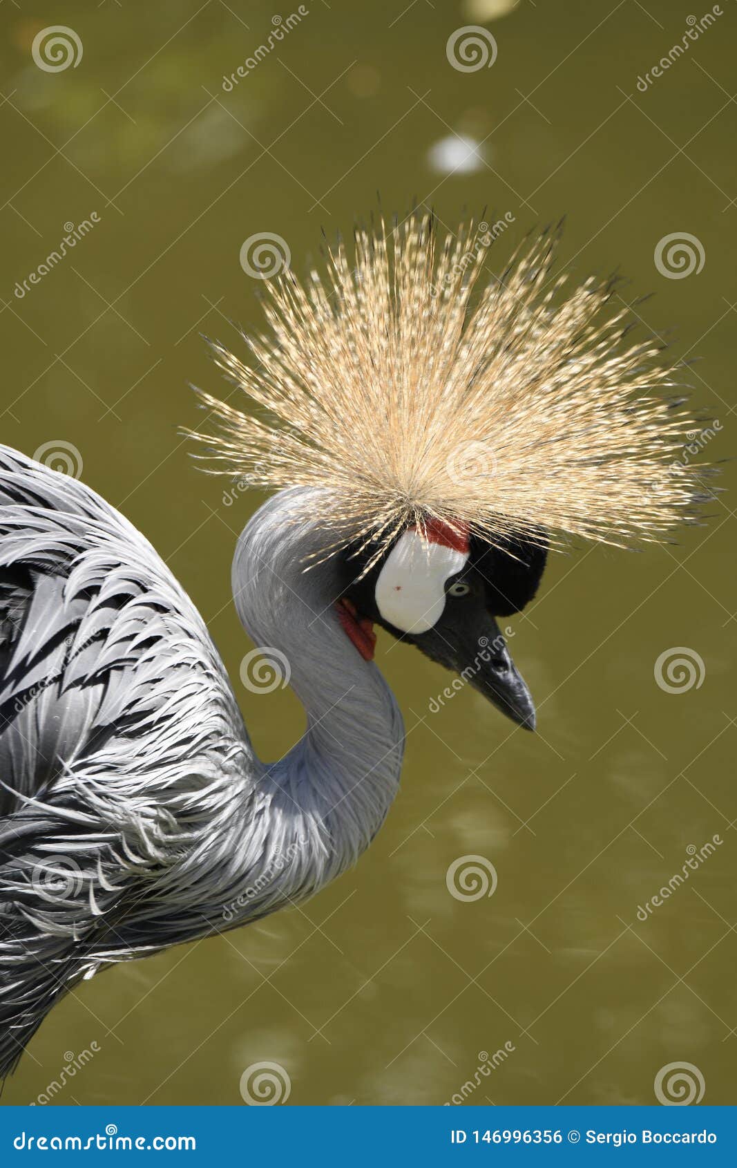 Details of a Black Crowned Gru Stock Photo - Image of bird, background ...