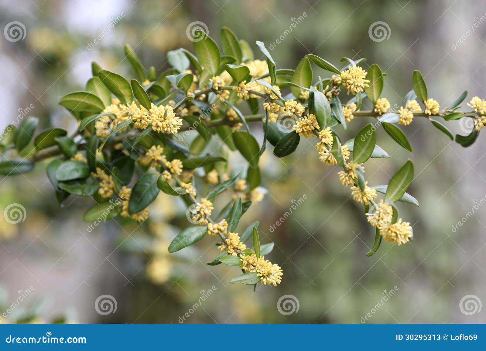 Common Box, Buxus Sempervirens Stock Image - Image of branch, plant ...