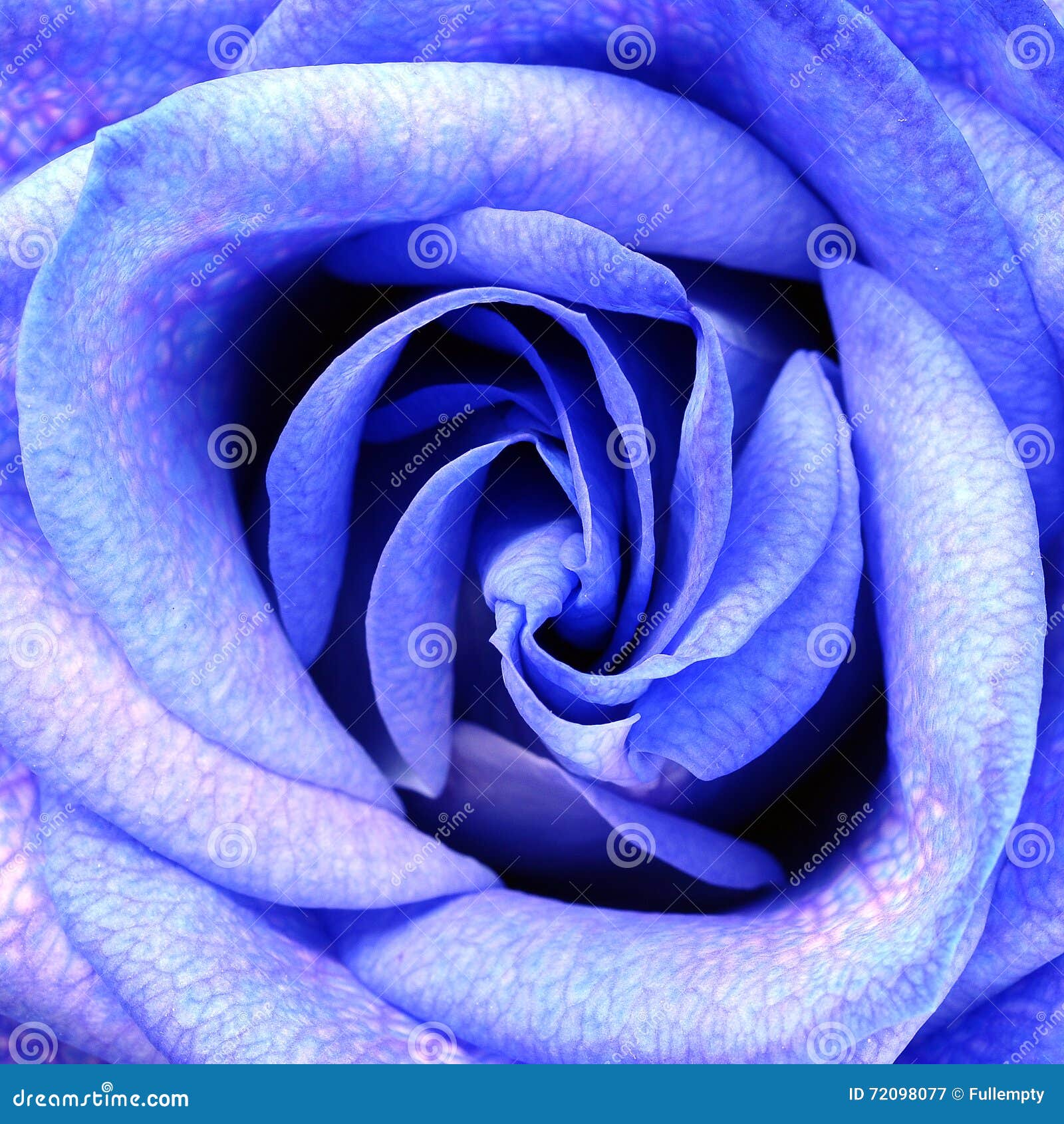 Details of Blue Flower Rose Stock Image - Image of wallpaper, macro ...