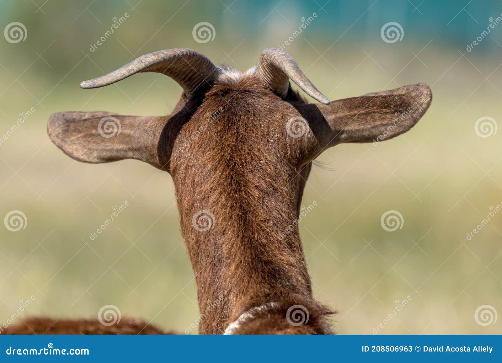 Brown goat stock image. Image of face, hair, rural, head - 208506963
