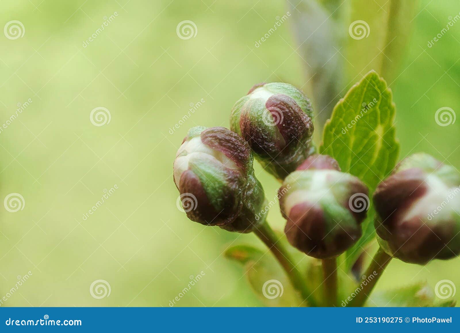 Details of Bud in Cherry Tree Branch. Macro Cherry Plant Stock Image ...