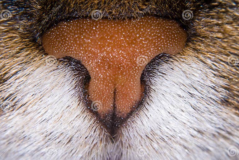 Details of cats nose stock image. Image of protuberance - 5556905