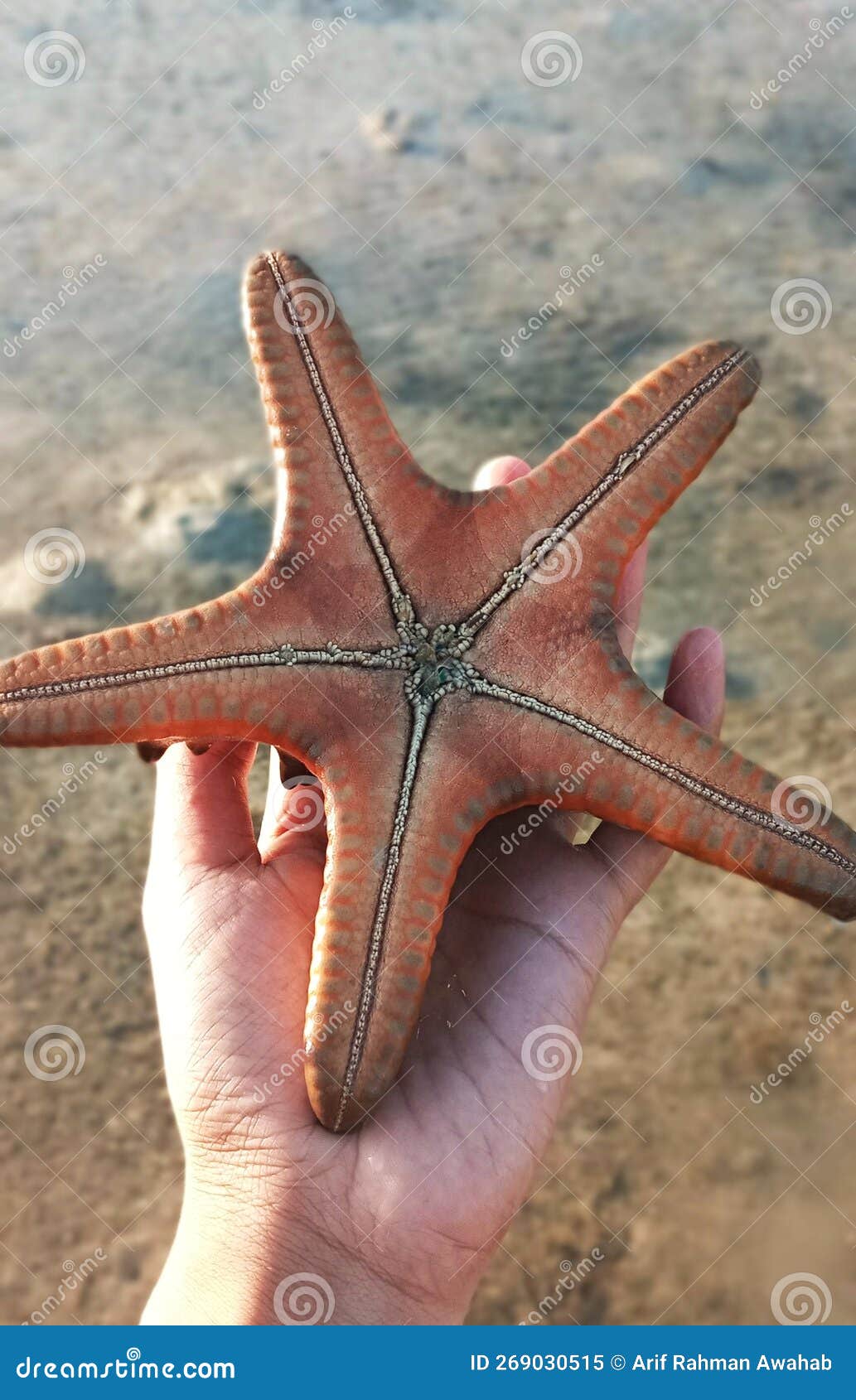 Details and Close Up of Starfish Stock Image - Image of shine, ocean ...