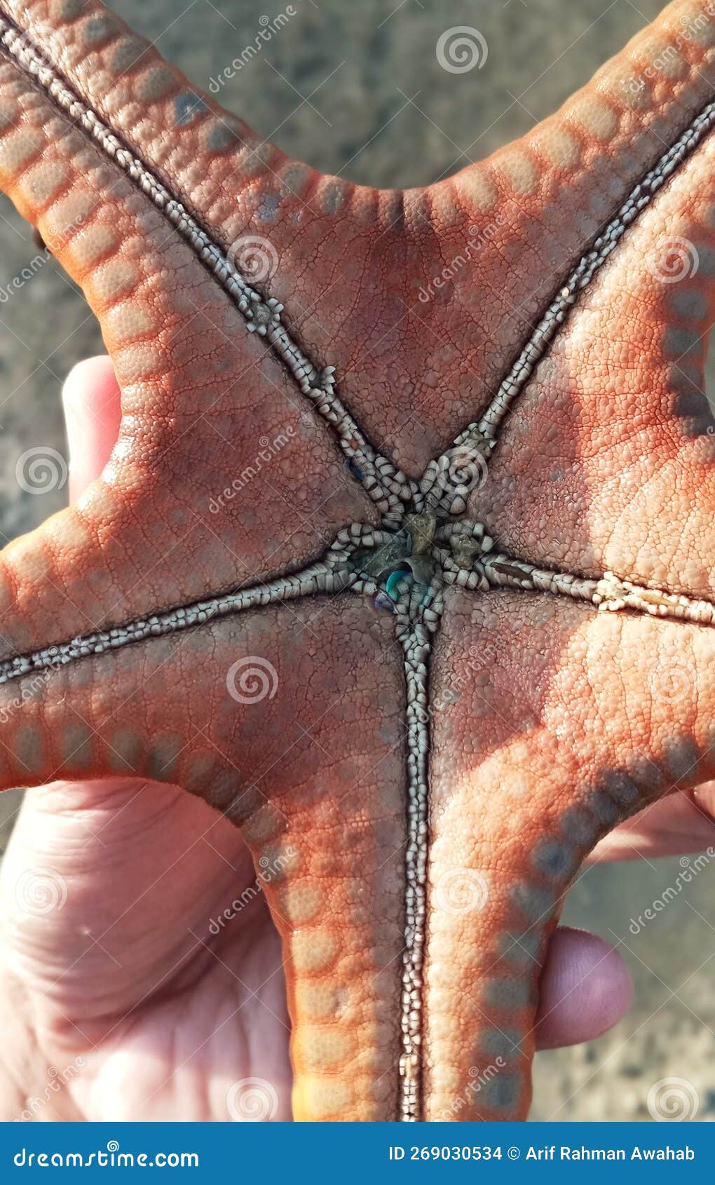 Details and Close Up of Starfish Stock Photo - Image of organ, ocean ...