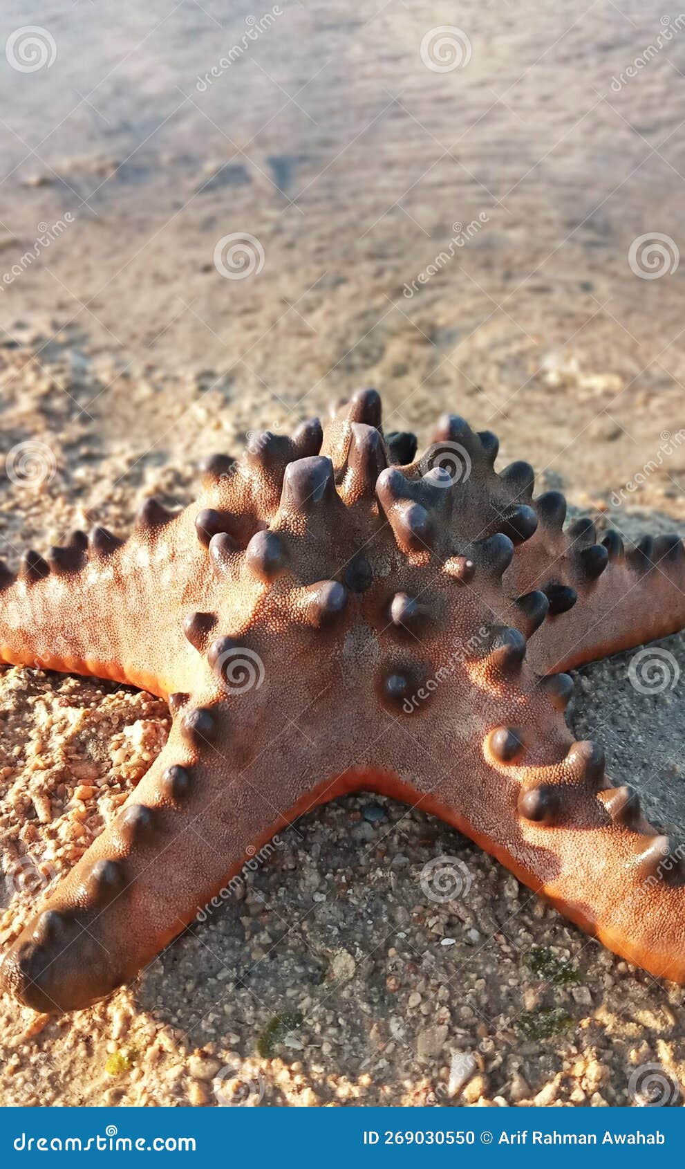 Details and Close Up of Starfish Stock Photo - Image of reef, close ...
