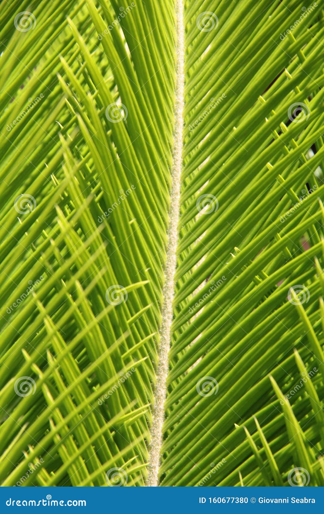 Details of Coconut Palm Tree Leaf, Ideal for Green Texture Background ...