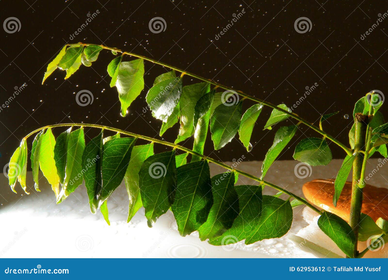 Details Curry Leaf Stock Photos - Free & Royalty-Free Stock Photos from ...