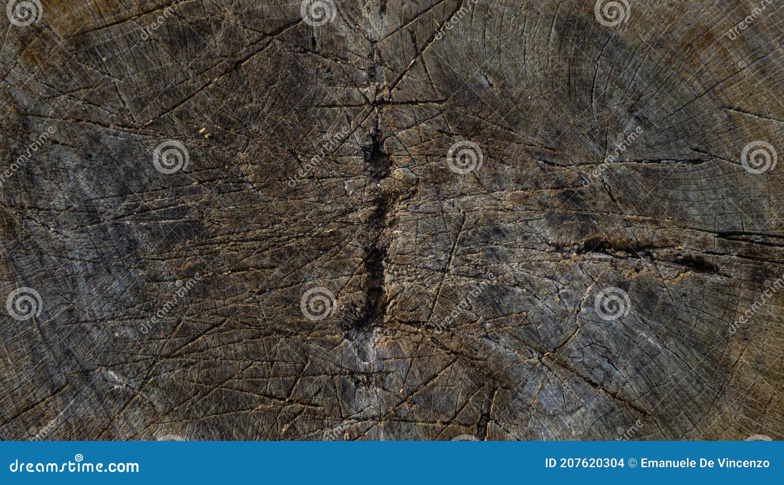 Details of a Cutted Tree Chunk Stock Photo - Image of chunk, nature ...