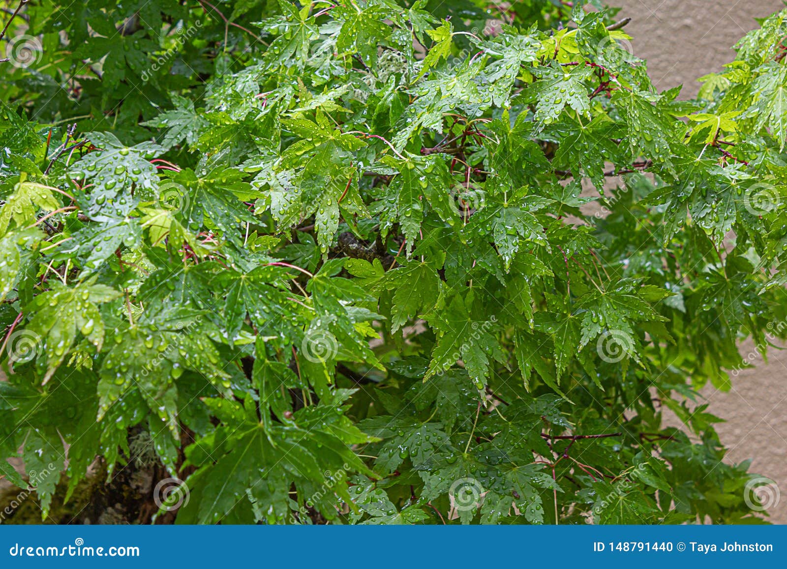 Details of Decorative Maple Tree with New Leaf Stock Photo - Image of ...