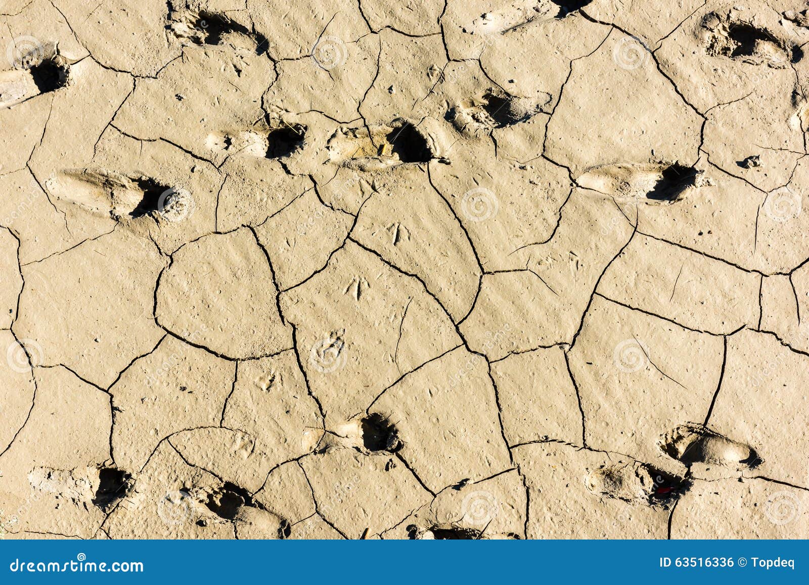 Details of a Dried Cracked Seabed Stock Photo - Image of earth, desert ...