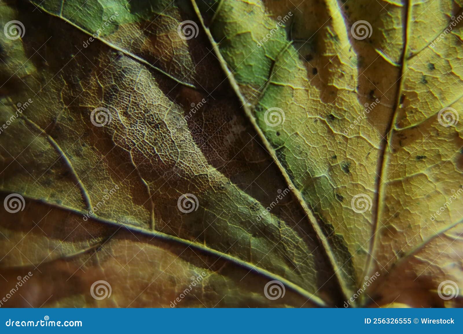 Details of a Dried Leaf, Closeup Shot Stock Image - Image of closeup, green: 256326555