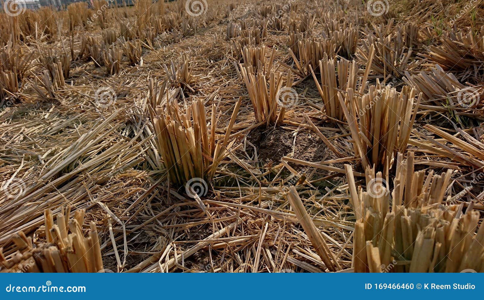 Details of Dried Straw Pieces in the Fields Stock Photo - Image of ...