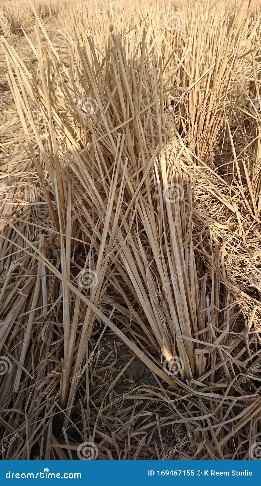 Details of Dried Straw Pieces in the Rice Fields Stock Image - Image of ...