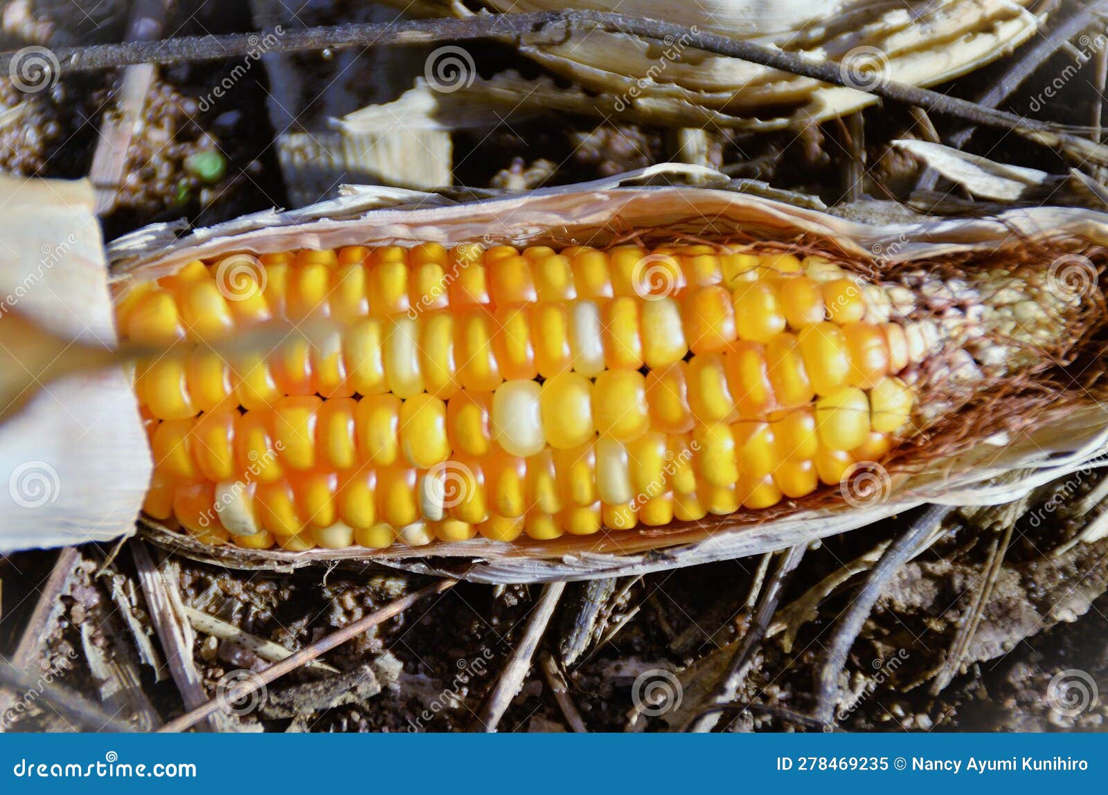 Details of Dry Corn on the Cob on the Ground Stock Image - Image of ...