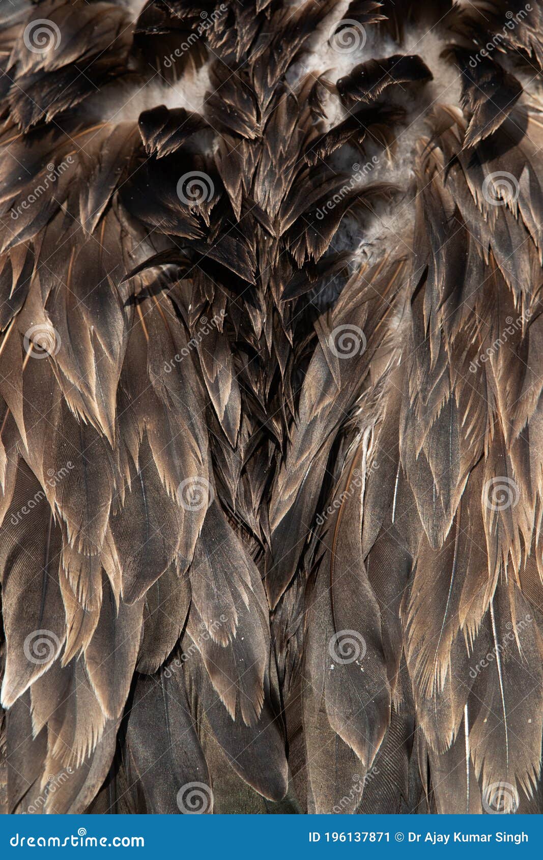 Details of Feather of Socotra Cormorant, Bahrain Stock Image - Image of ...