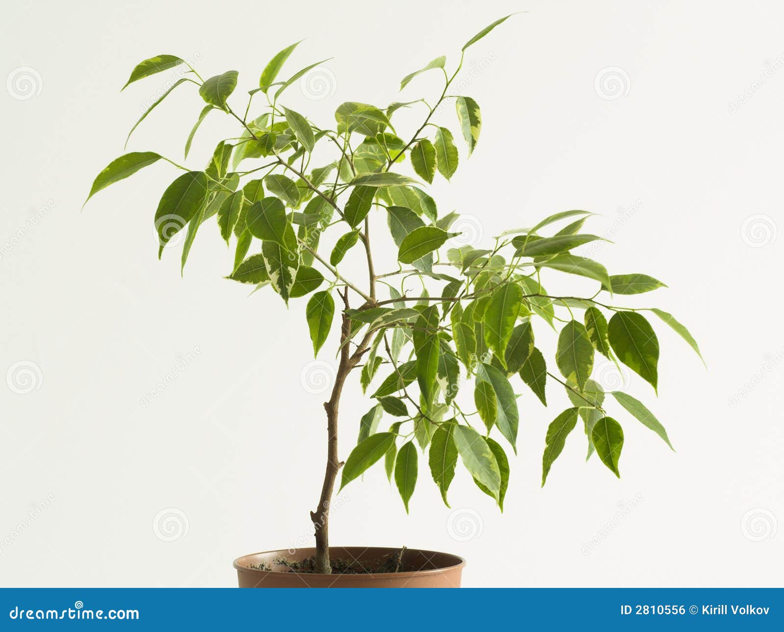 Details of ficus tree stock photo. Image of plant, sapling - 2810556