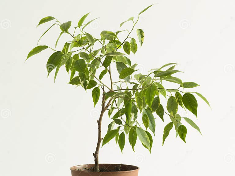 Details of ficus tree stock photo. Image of plant, sapling - 2810556