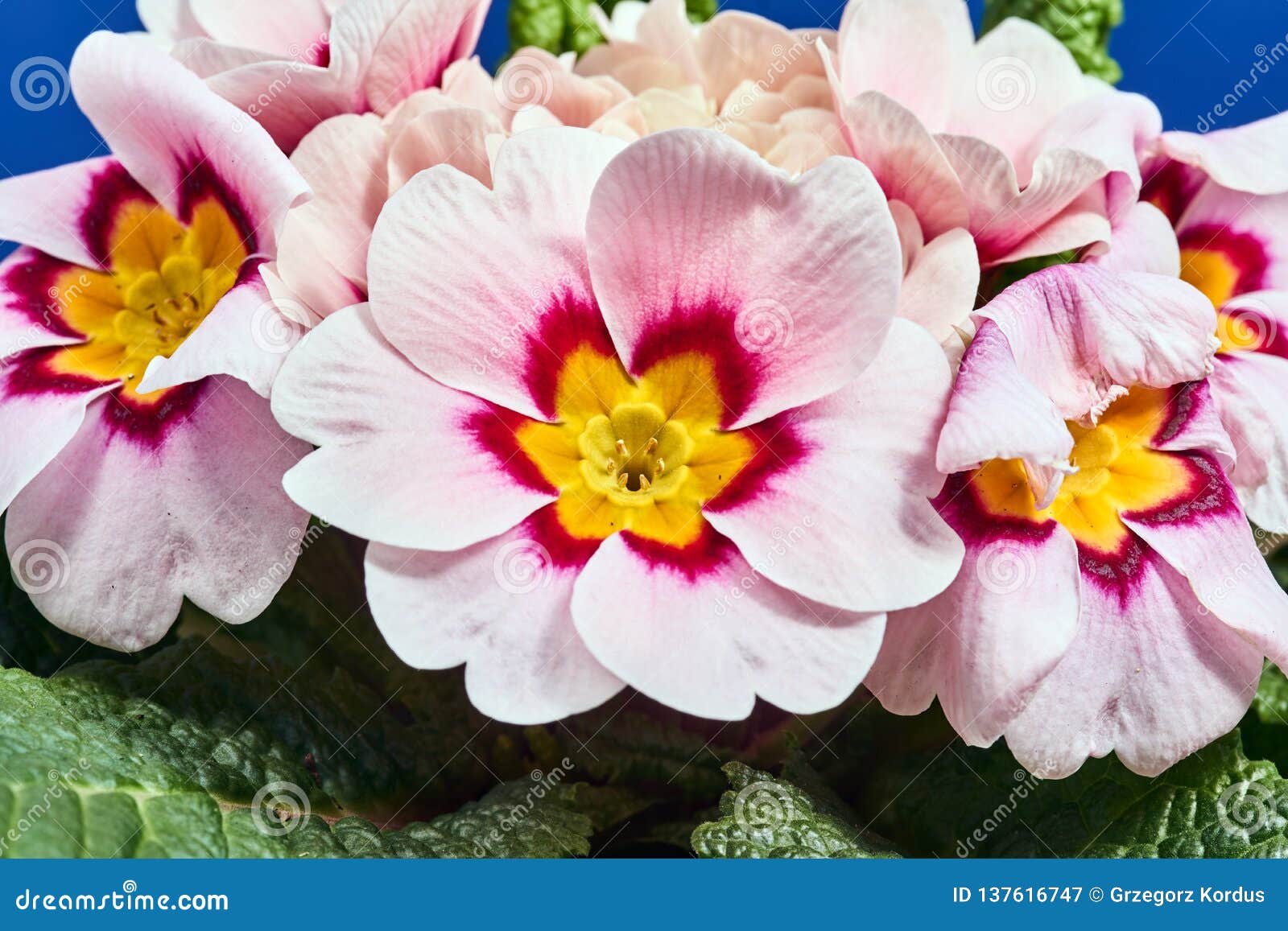 Details of the Flower Bouquet of Primrose Stock Image - Image of goblet ...