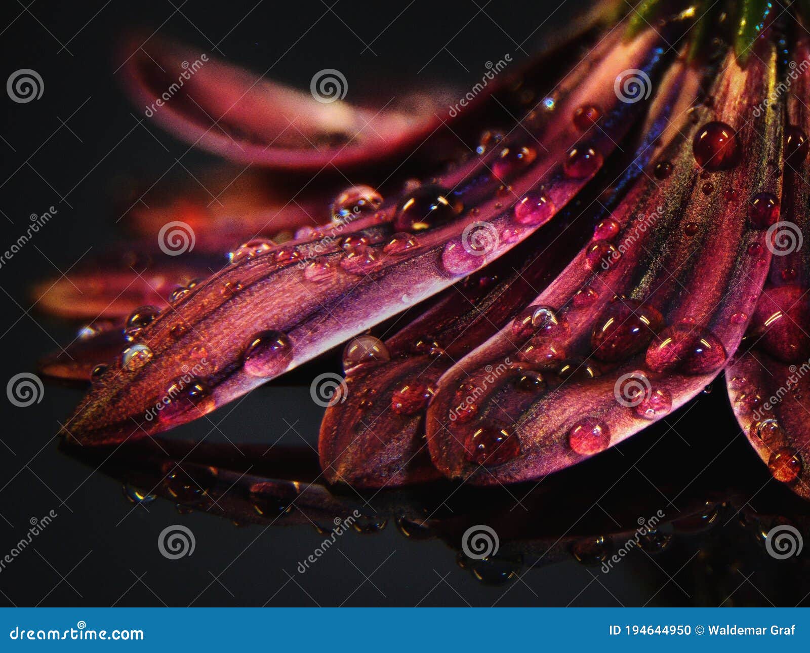 Details of a Flower Under Water Drops Stock Photo - Image of water ...