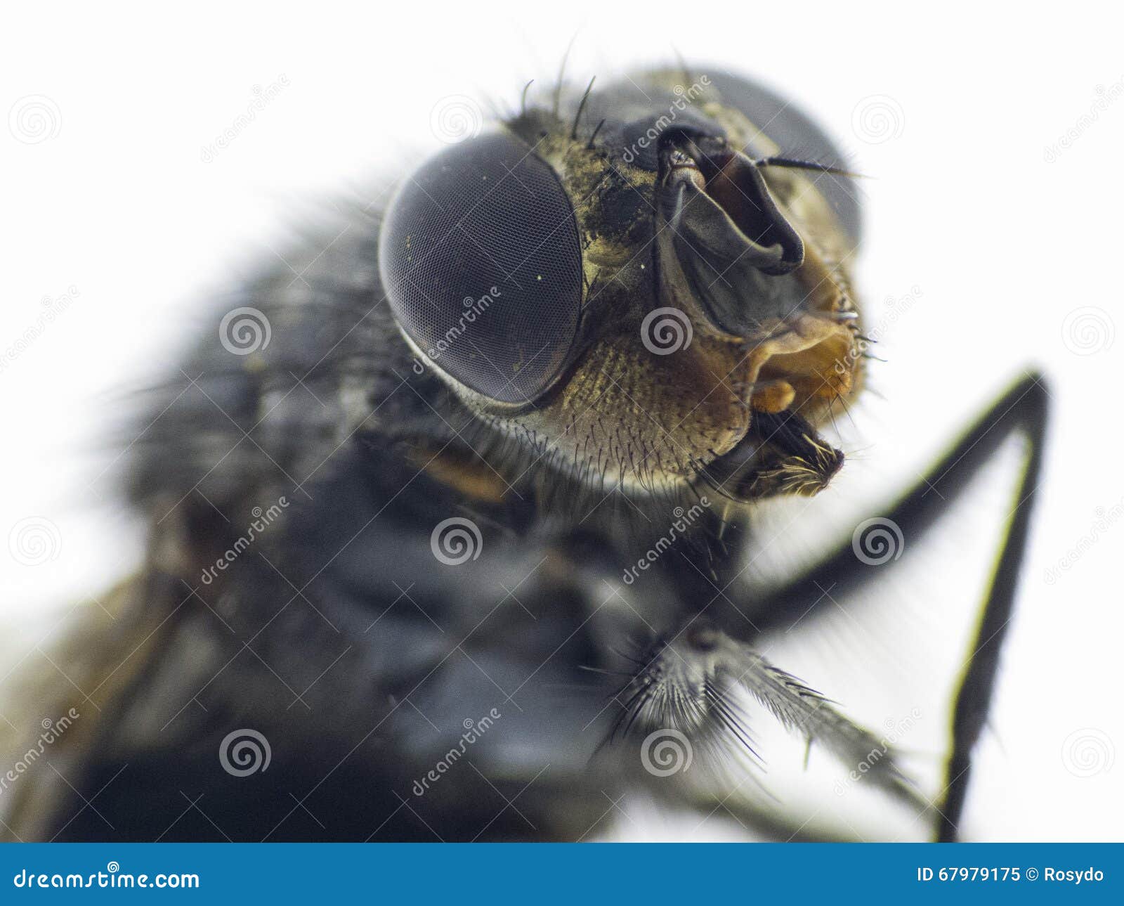 Details of a fly stock image. Image of grey, brachycera - 67979175