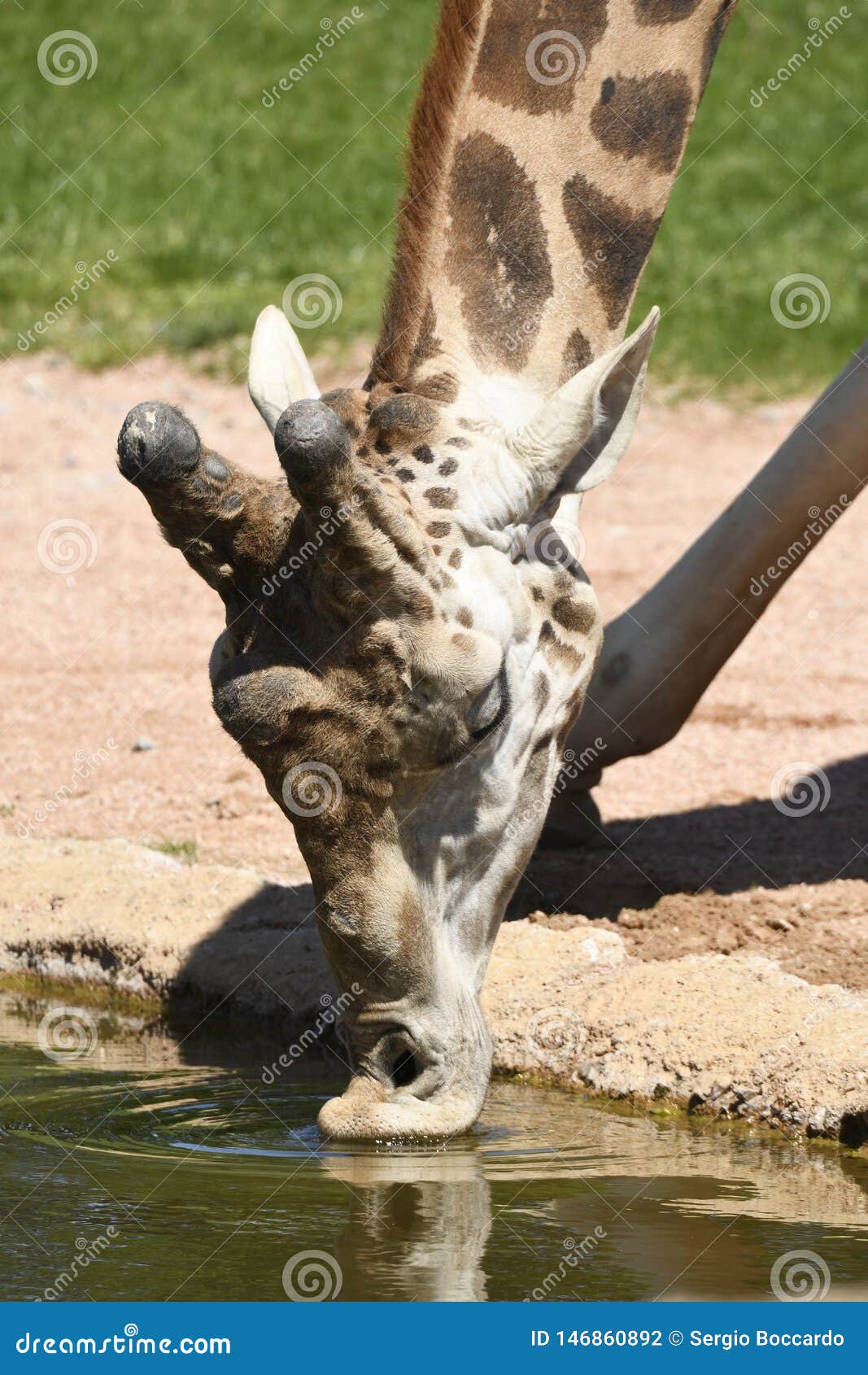 Details of a Giraffe Drinking Stock Photo - Image of mammal, spots ...