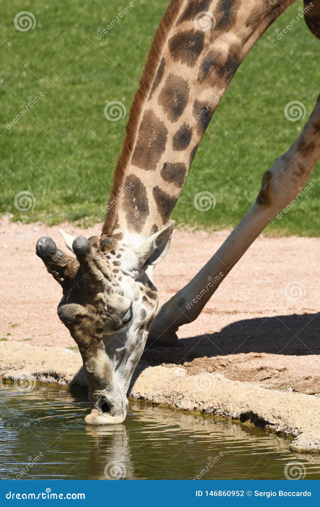 Details of a Giraffe Drinking Stock Photo - Image of horns, yellow ...
