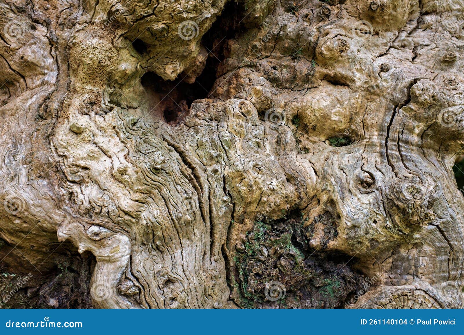 Details of a Gnarled Knobby Tree Trunk Stock Photo - Image of knobby ...