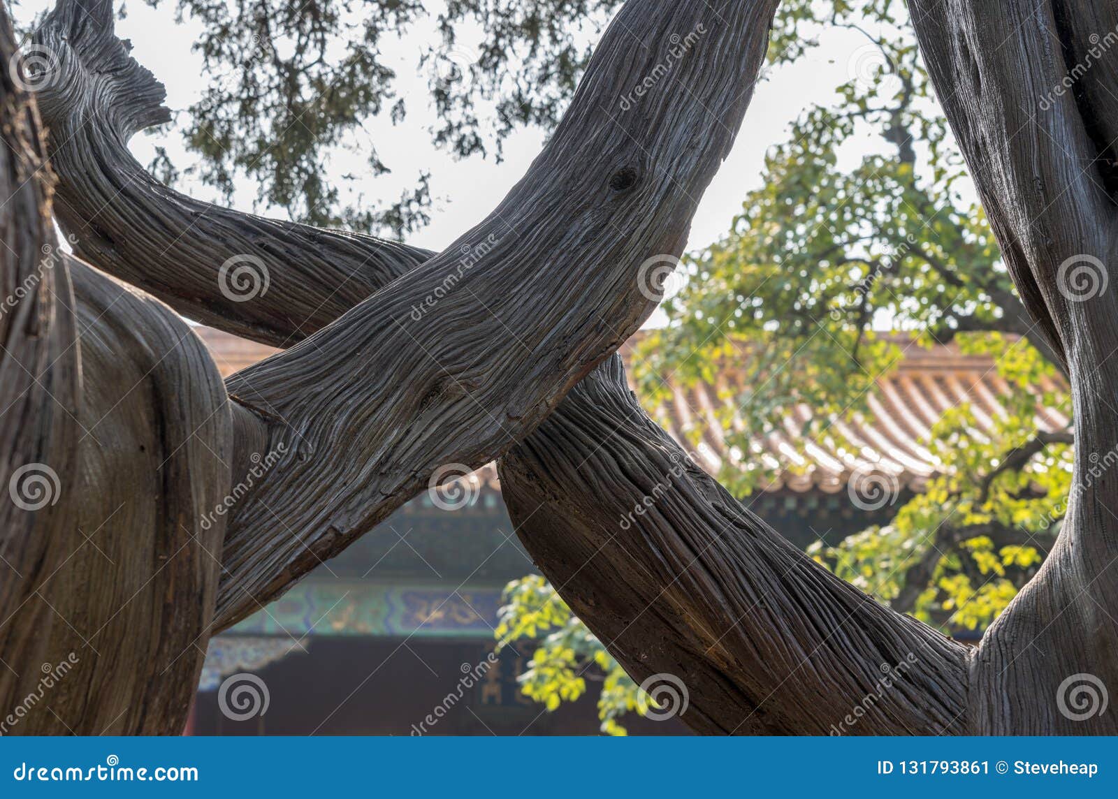 Details of Gnarled Trees in Forbidden City in Beijing Stock Image ...