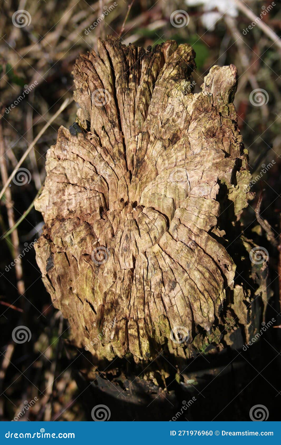 Details of Grain Cross Section Rotted Tree Trunk Stock Photo - Image of ...