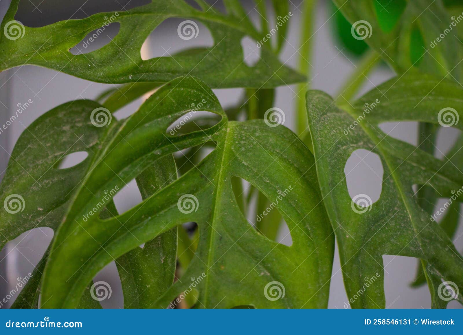 Details of a Green House Plant Stock Image - Image of natural, greenery ...