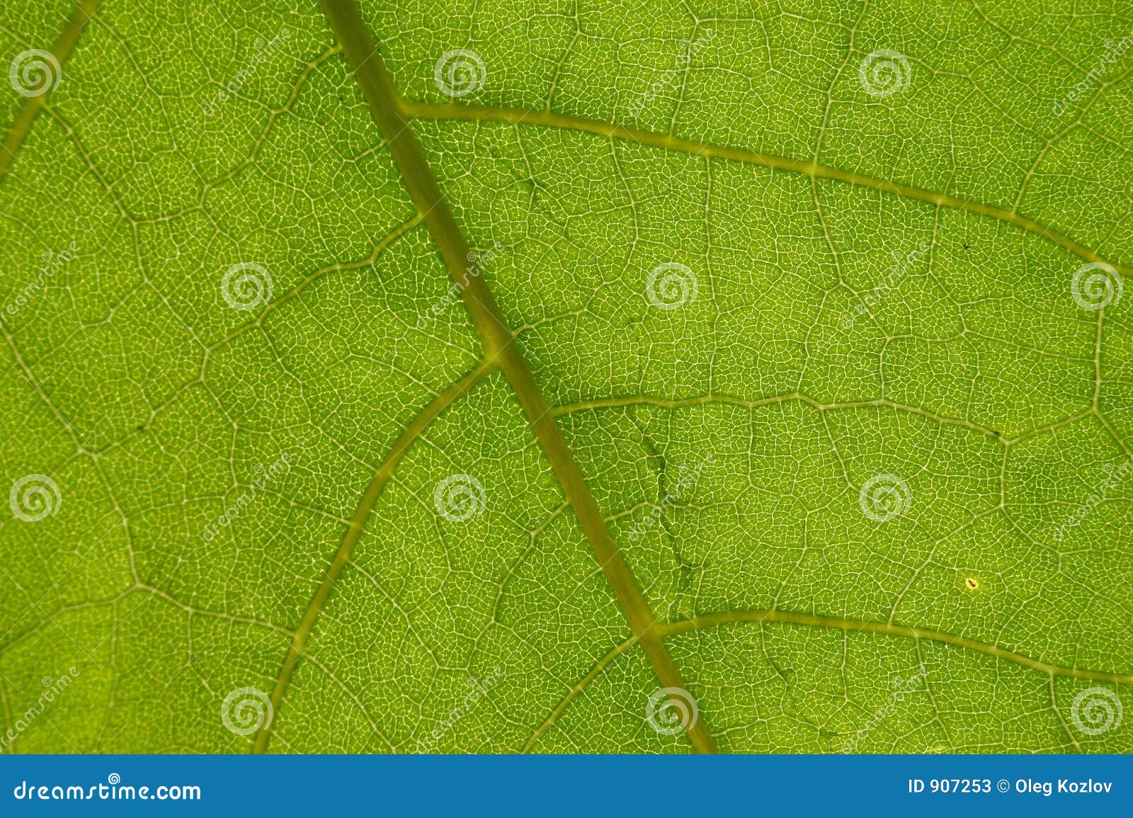 Details of green leaf stock image. Image of vegetation - 907253