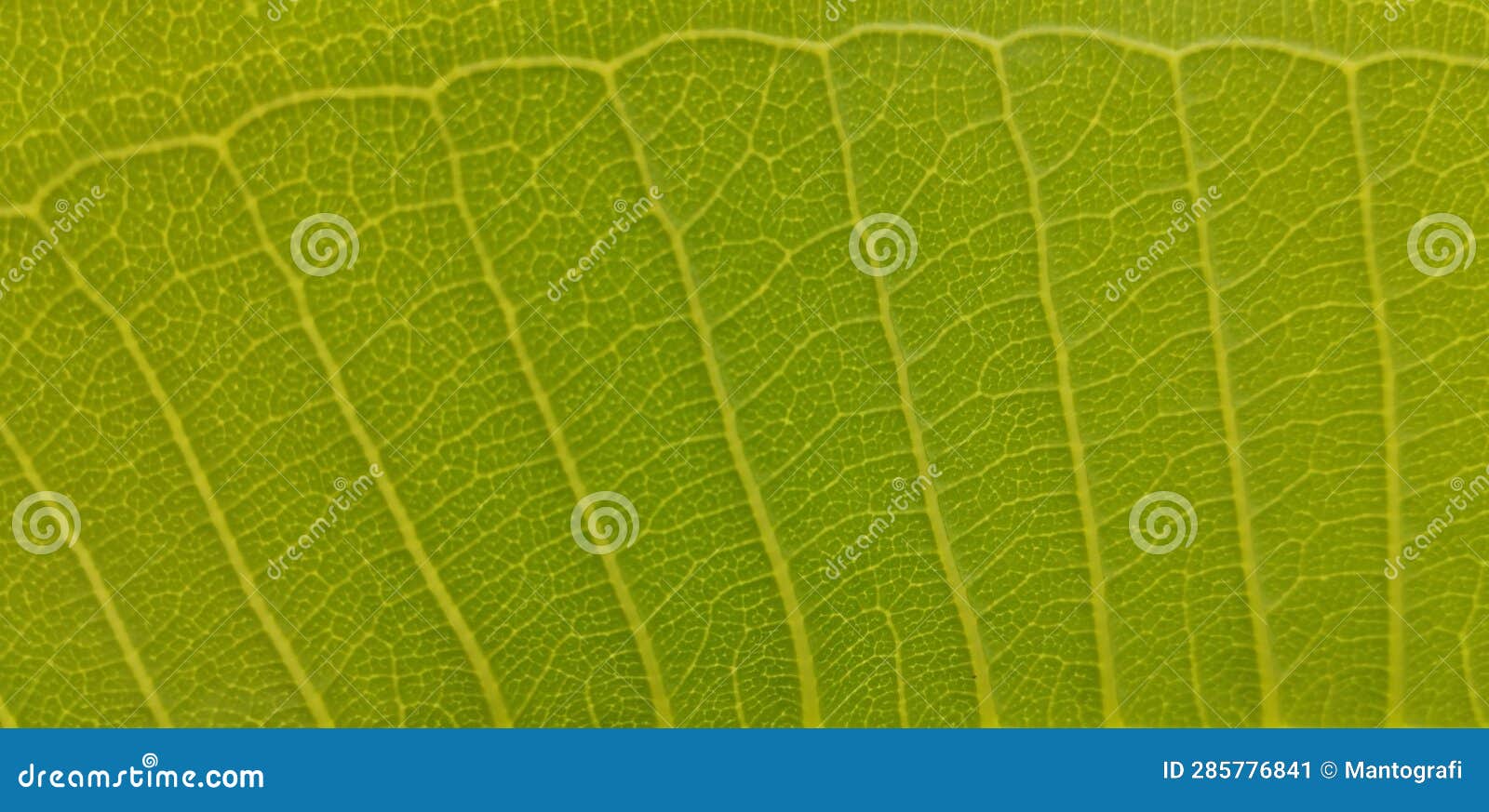 Leaf Texture with Leaf Tissue Shapes Stock Image - Image of flower ...