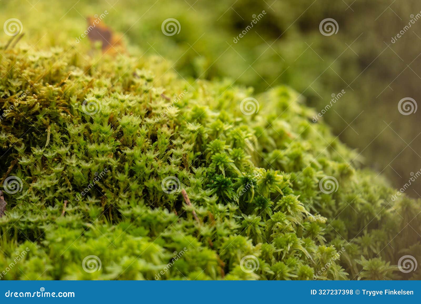 Details of Green Moss in the Forest.. Stock Photo - Image of ecology ...